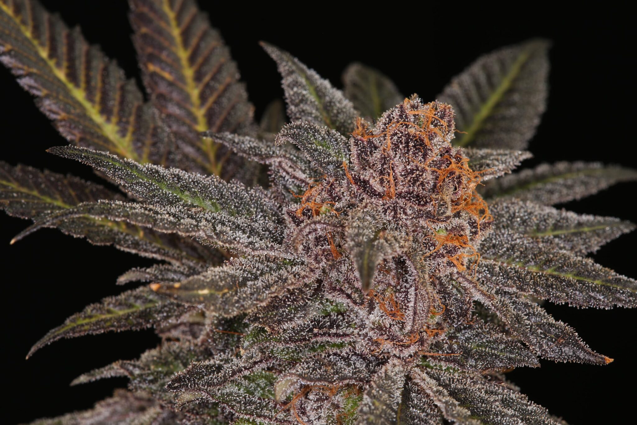 Authentic Seeds - Grape Ape